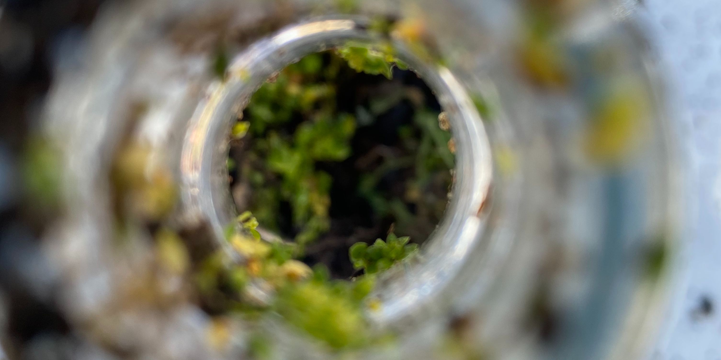 Mr. Botanist - Talent Profile - Gathr